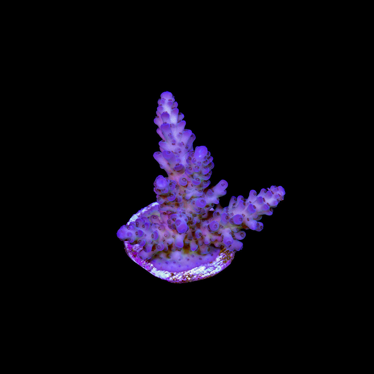 Acropora ORA Blue Green M | CoralClub