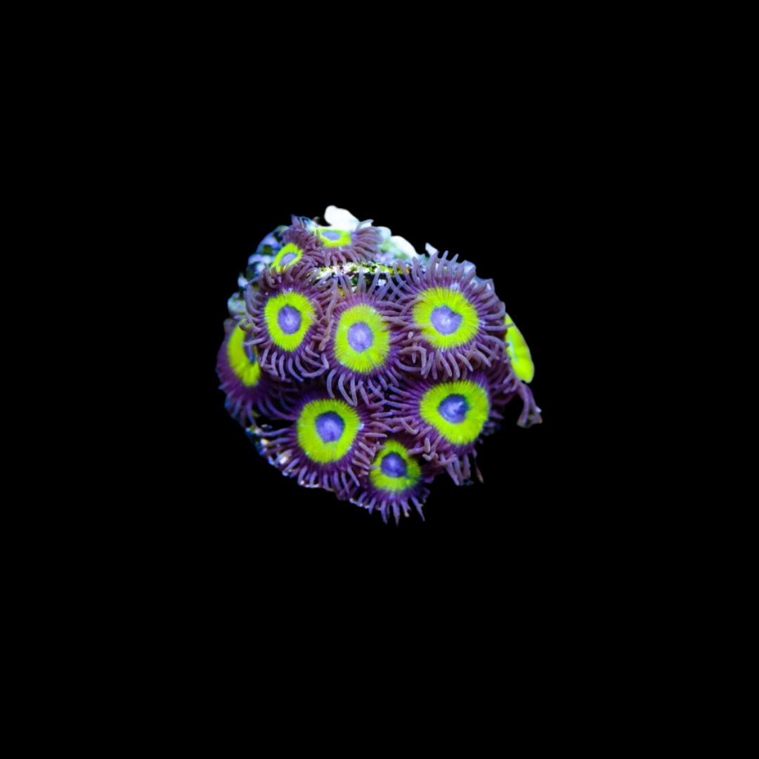 Vulcan Blood Zoa 4p | CoralClub