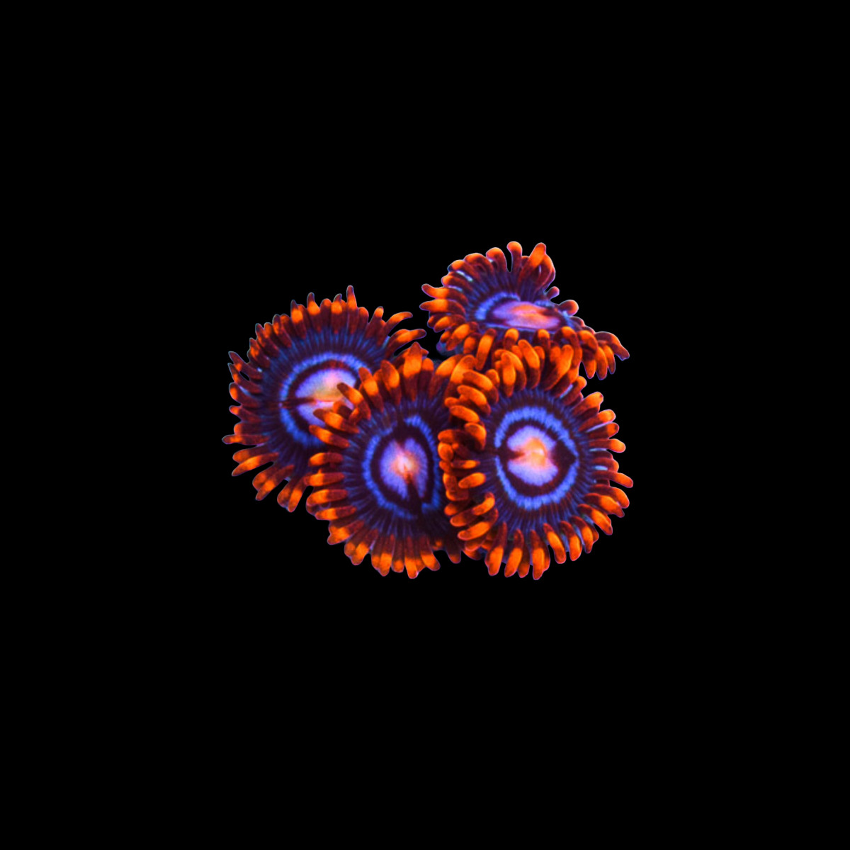 ZOANTHUS ALPHA AND OMEGA | CoralClub