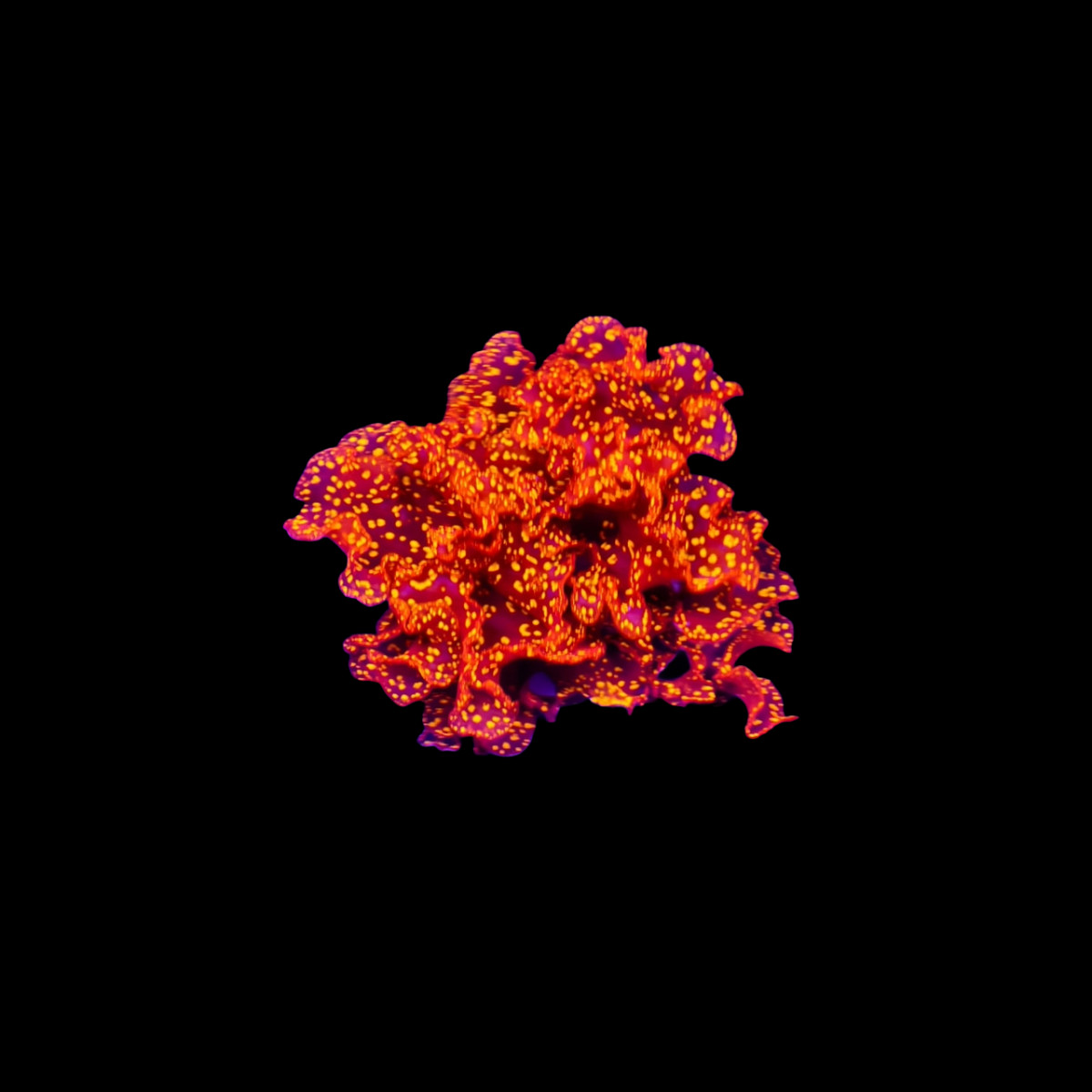 ALGA ATOMIC BROCCOLI P | CoralClub
